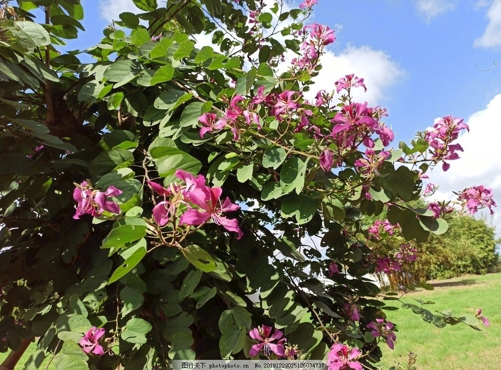 紫金花图片_花草树木_自然风景-图行天下素材网
